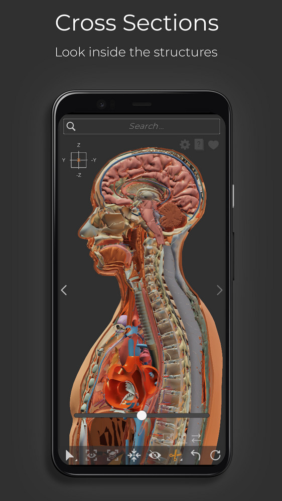 Z-Anatomy - Open Source 3D Atlas by Lluís Vinent