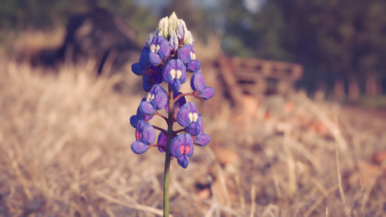 Petals by Petals Game