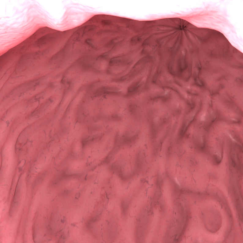 Stomach asset , High detail with Morphs by Garrisen Game Art