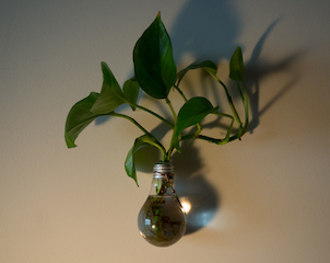 Uprooted by Dan Lark