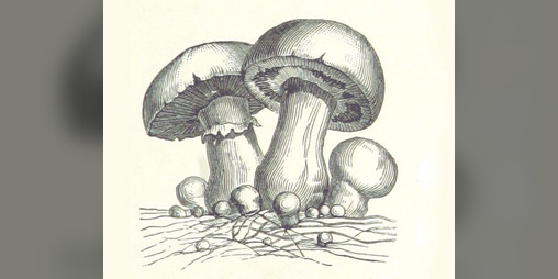 Acephalus by Colestia