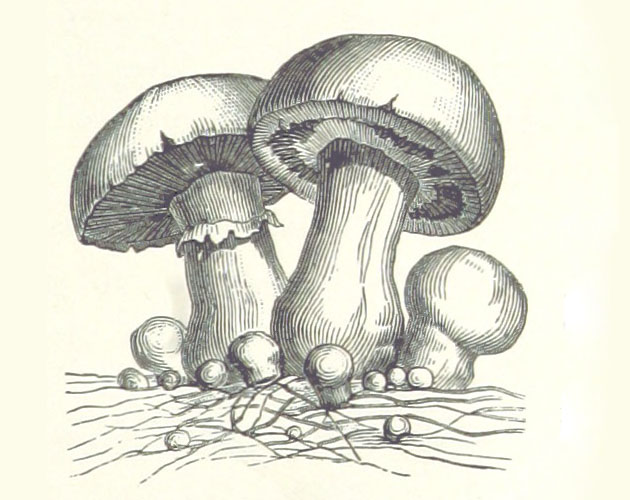 Acephalus by Colestia