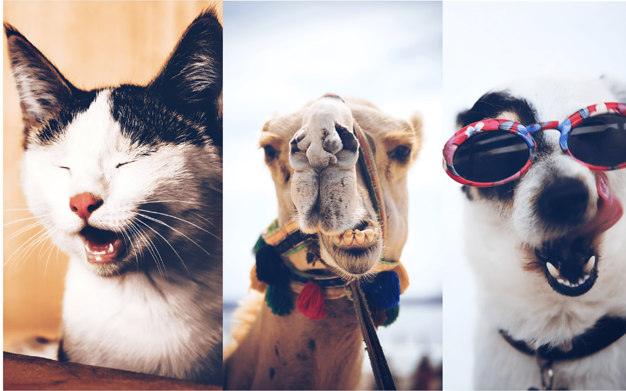 Cute funny animals wallpapers and live wallpapers ! by TheNewDeveloper ...