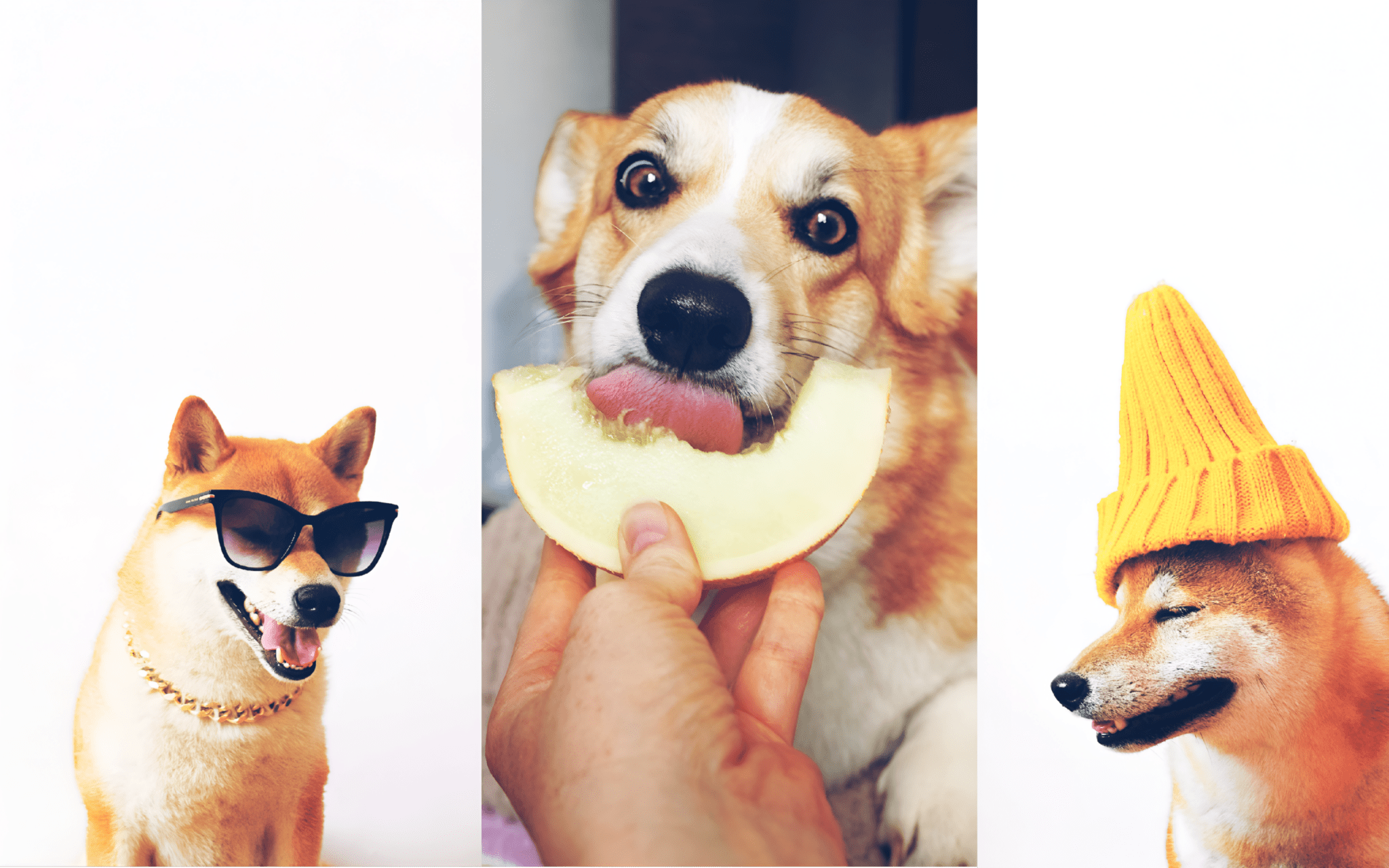 Cute funny animals wallpapers and live wallpapers ! by TheNewDeveloper ...