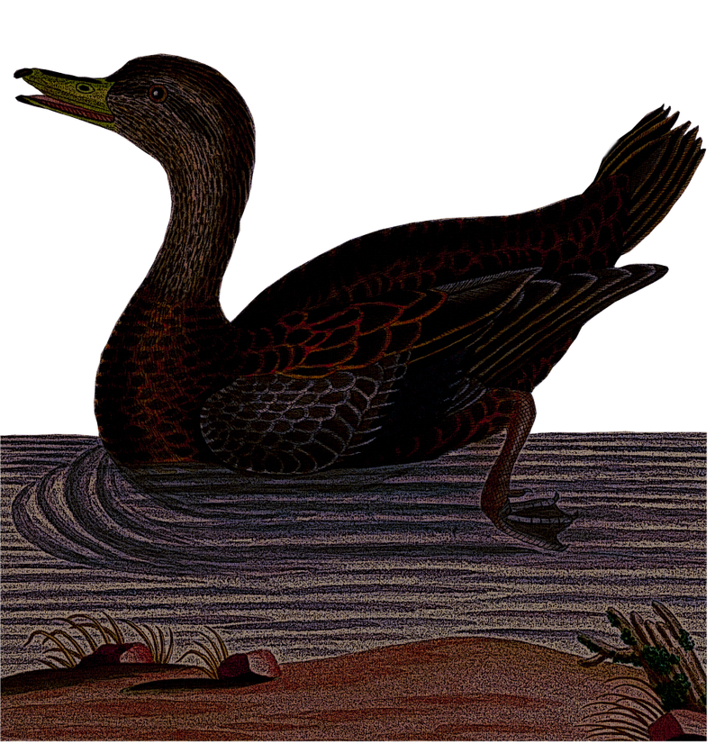 The Duck of Doom by D'Arcangel Productions