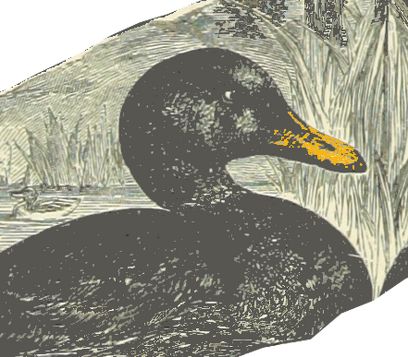 The Duck of Doom by D'Arcangel Productions