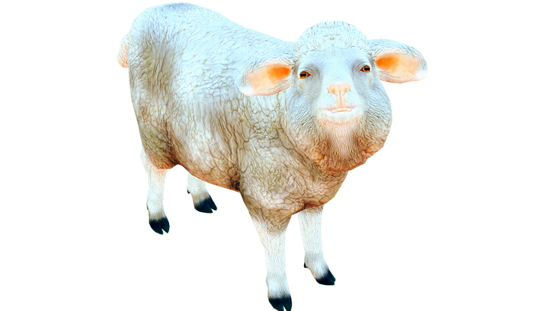 Talking Sheep Animations by Quark_Yifu