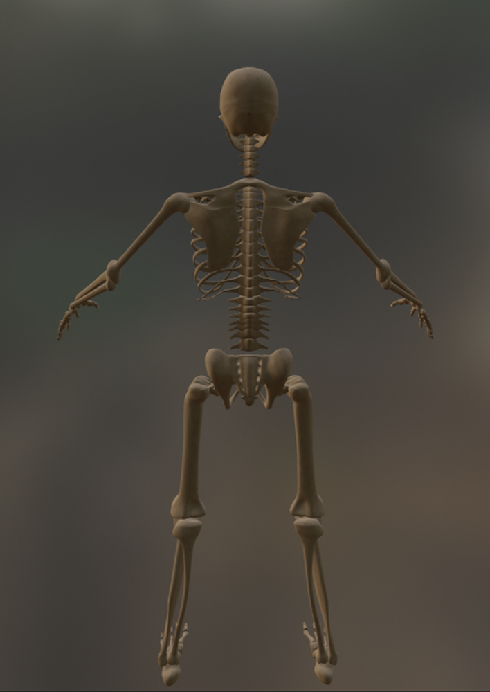 Low Poly Human Skeleton - 3d Model by Everret