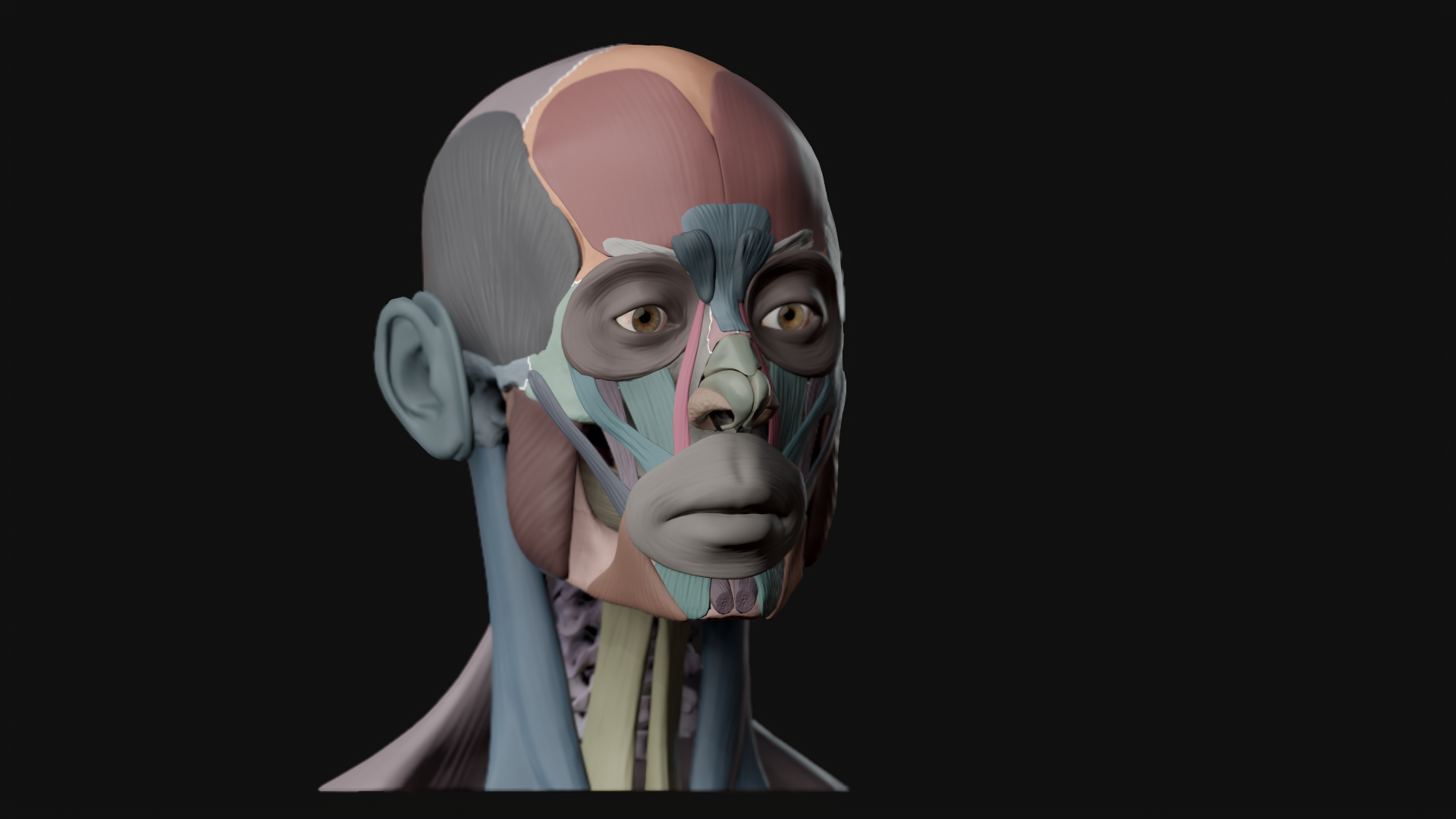 European Female Ecorche by nlwebster