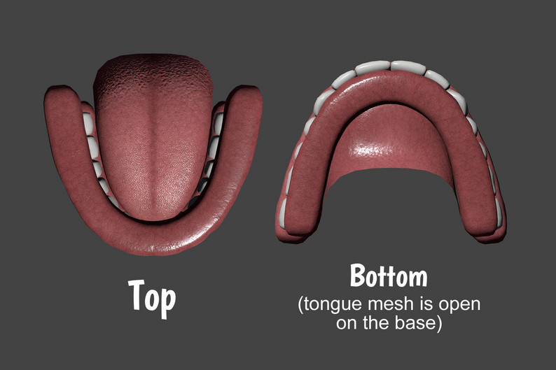 Human Teeth - 3D Model by RedNebulaStudios