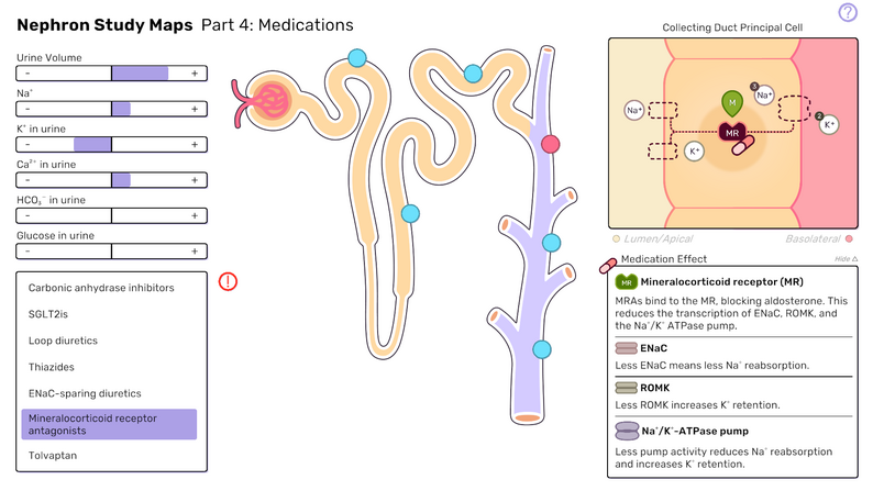 Nephron Interactive - Diuretics Study Guide by hacceuee
