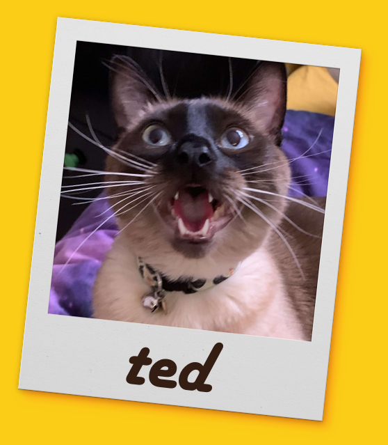 The Ted Game by dieselmonkeygames