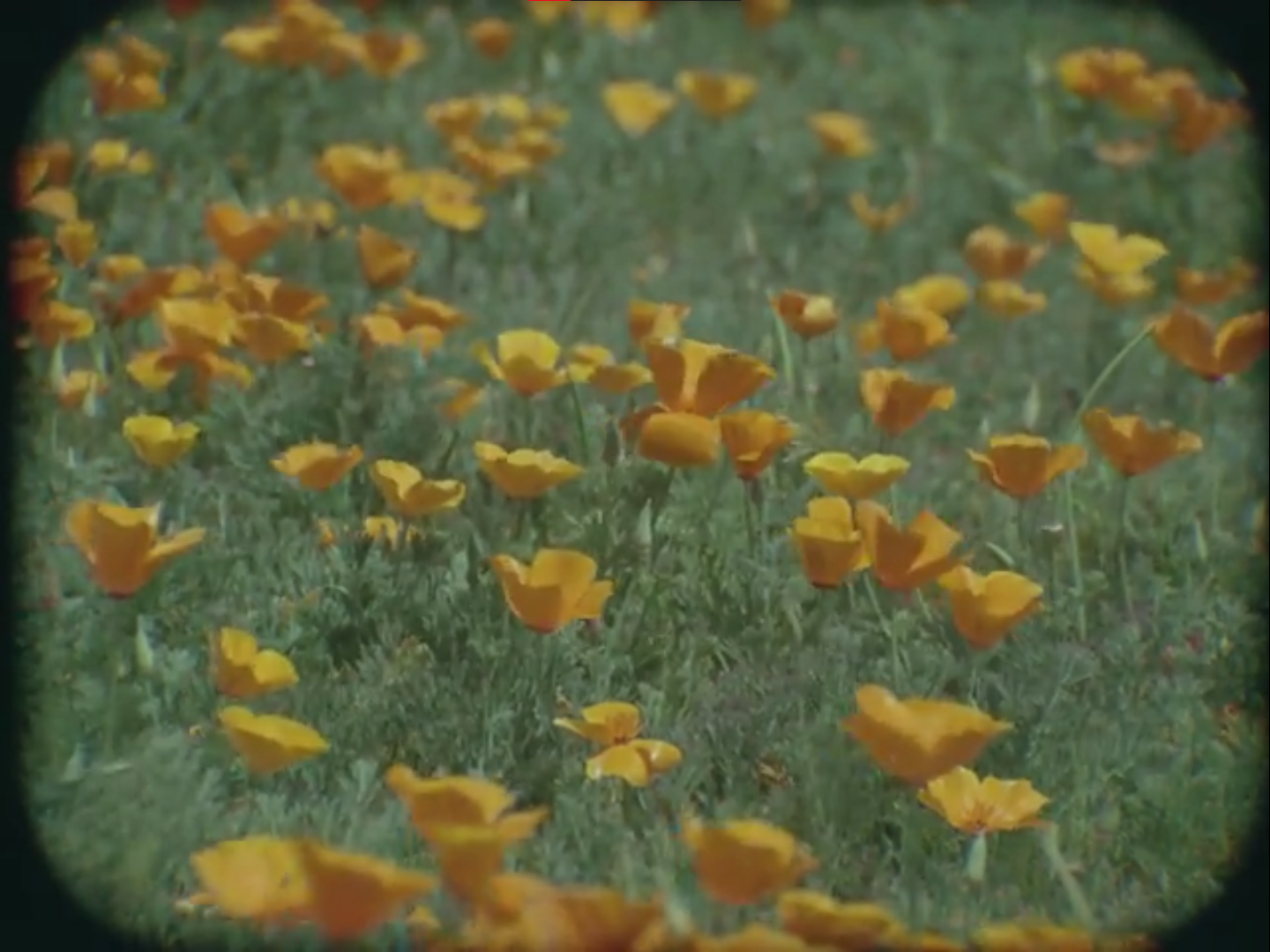 Seraphic Art Gallery by dead_dreamer