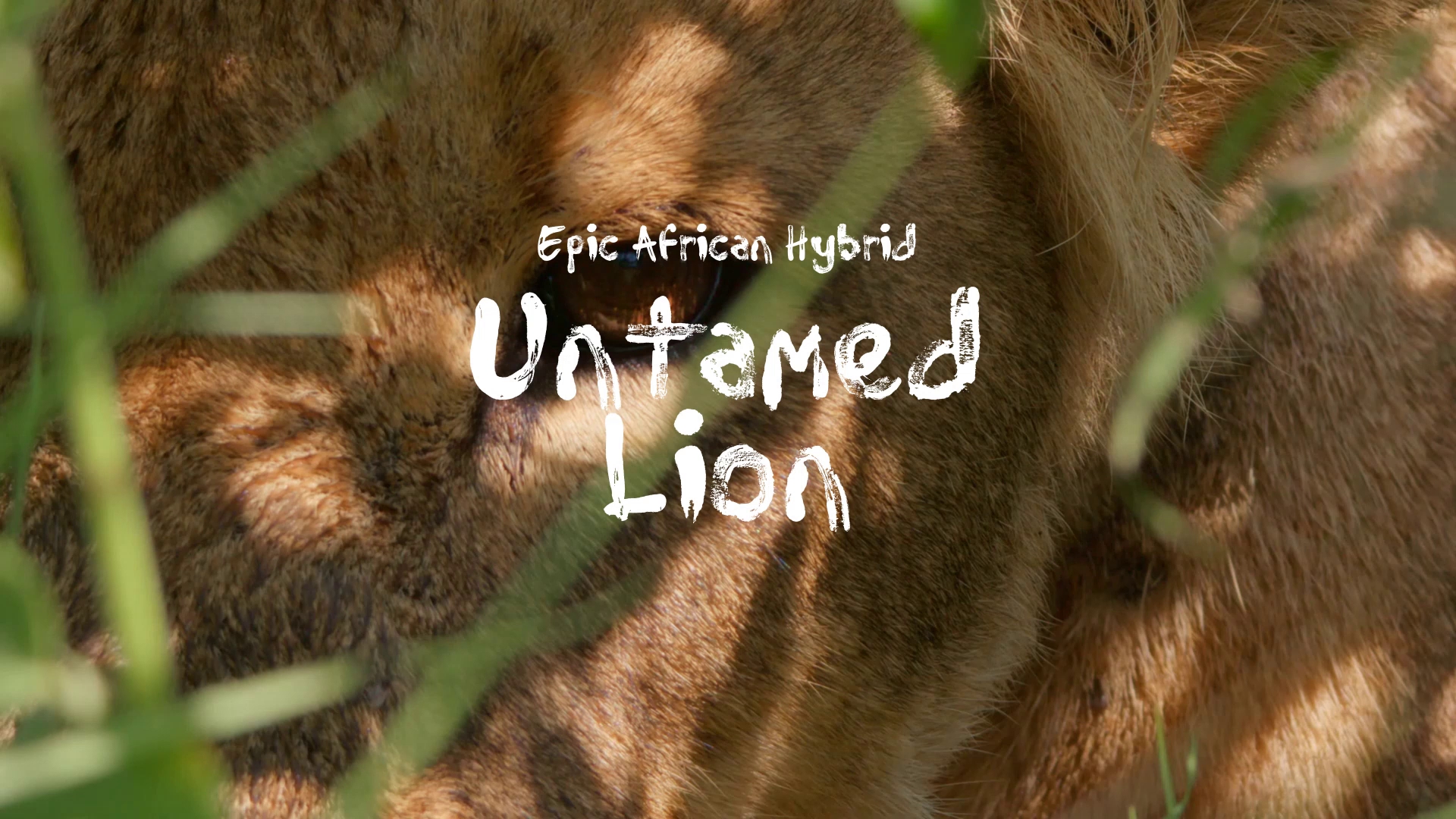 Untamed Lion Vol2 / Epic African Hybrid by MOOB