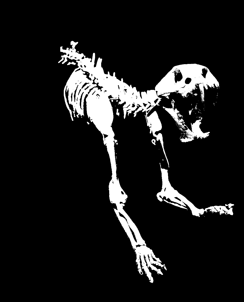 The Devouring Dark - a Poem Zine by Adorne Sibley