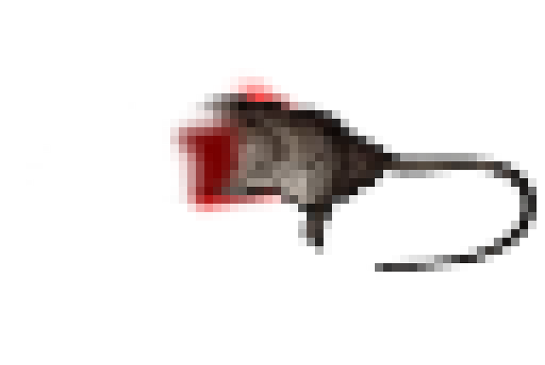 PIXEL MOUSE SPRITE by W_K_Studio