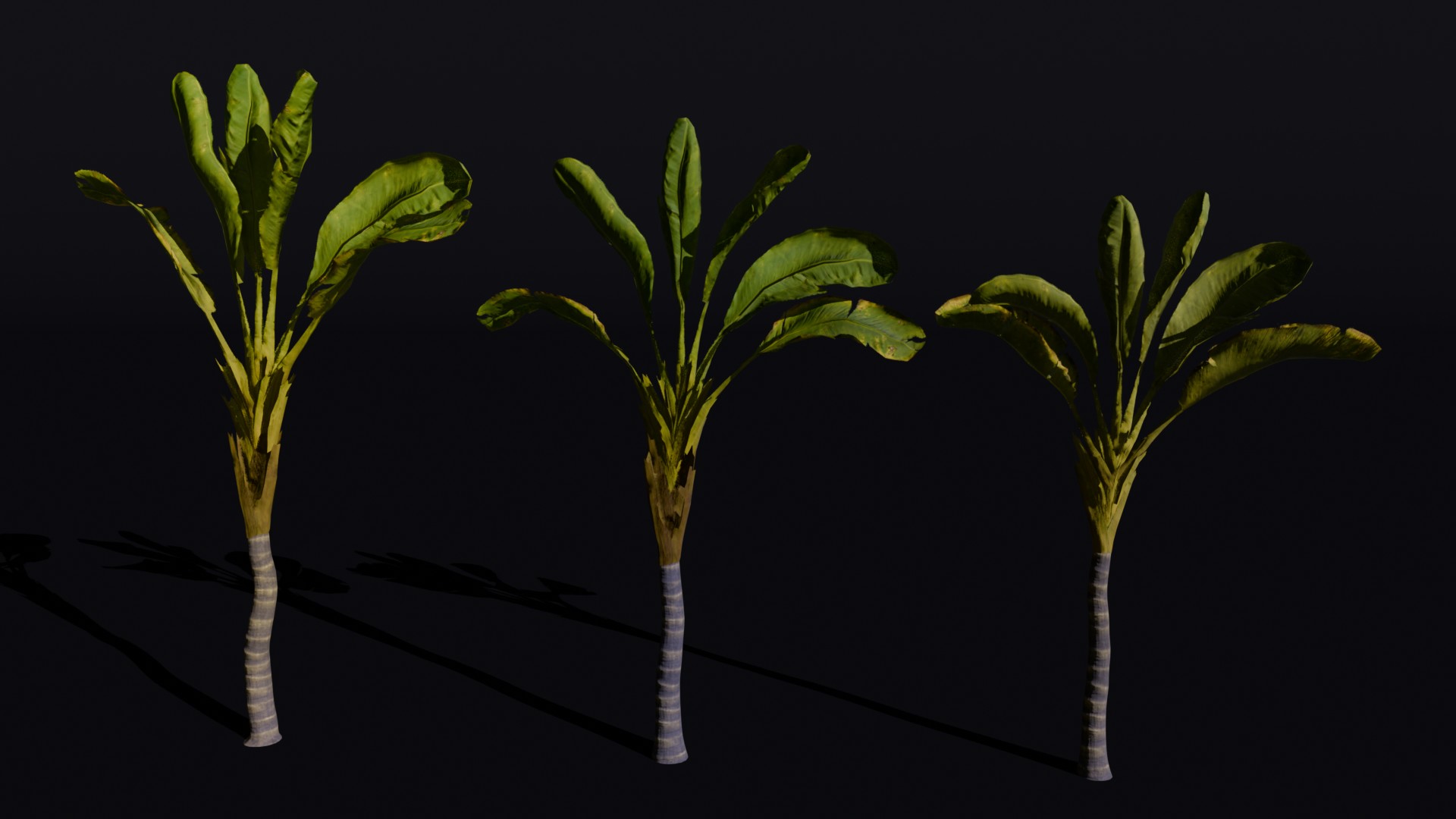 The Banana Palm Tree by Future/Past Creatives