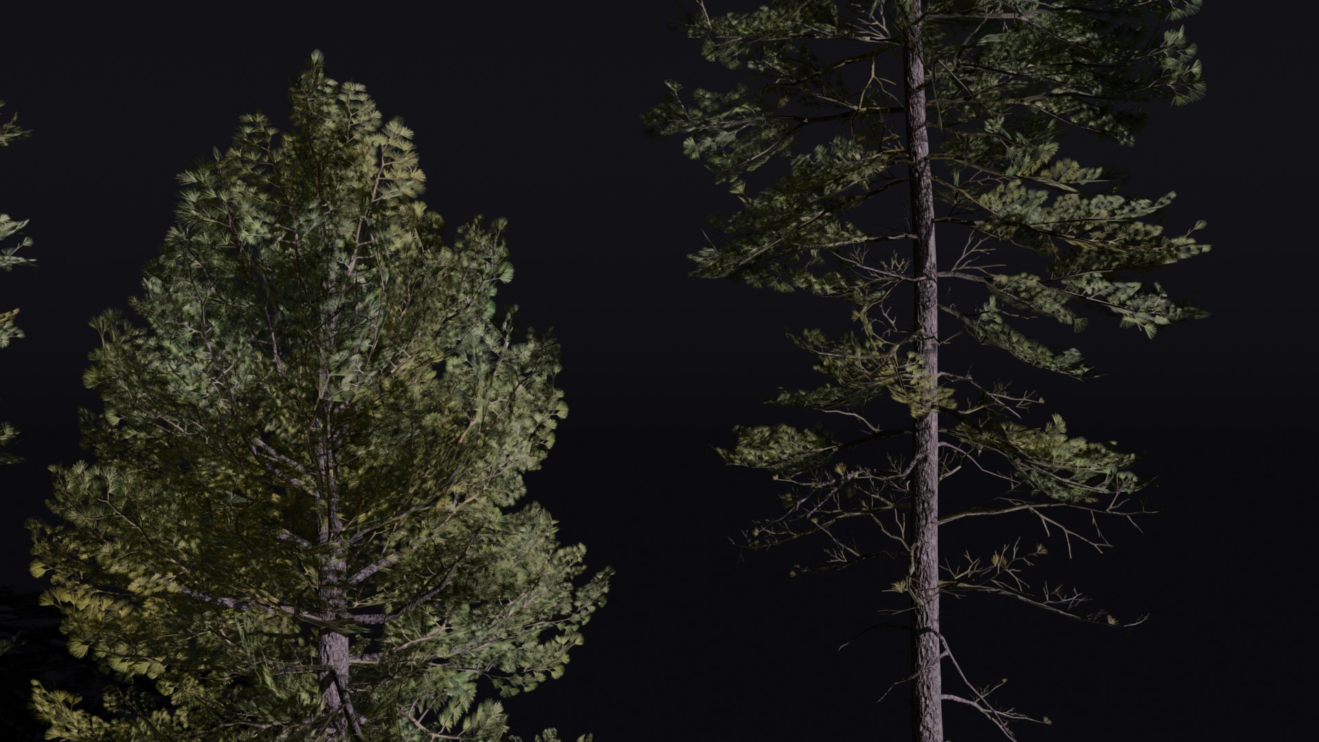 The European Pine Tree by Future/Past Creatives