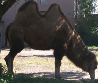 Hello Zoo by Shayngo