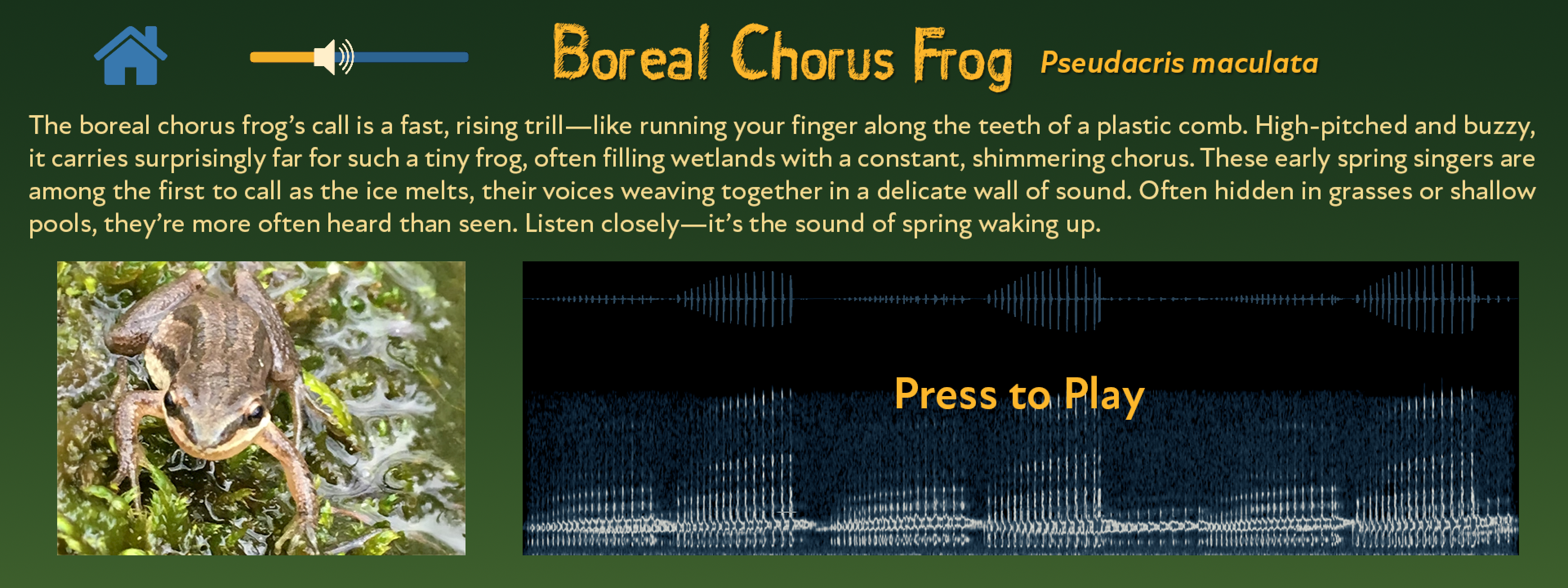 Frog Calls Interactive by jojomokoko