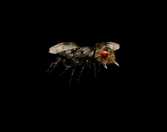 CARRION FLY: The Rot Feeder – Retro PSX Monster by imaginais