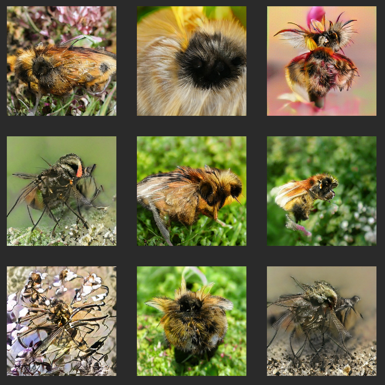 Bee & Bug Textures For 3D Use by BTL games