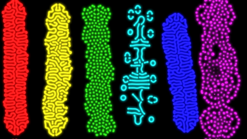 Reaction Diffusion Simulator by Unknown3301