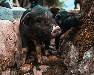 30-50 Feral Hogs Jam - itch.io