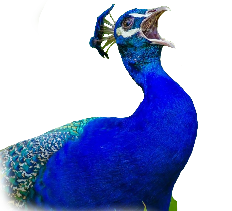 Professor Peacock's Charm School by Bran