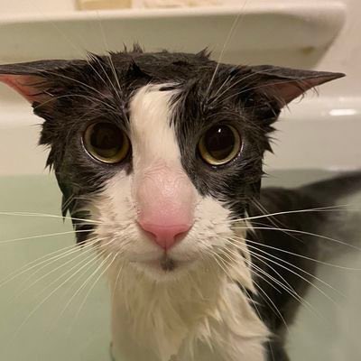 soggy cat: the video game by usernamewouldgohere