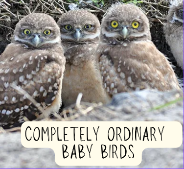 Completely Ordinary Baby Birds by Wifwolf