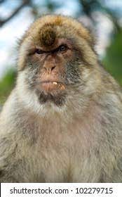 Skibidibidi Monkes by godisgoodallthetimeee