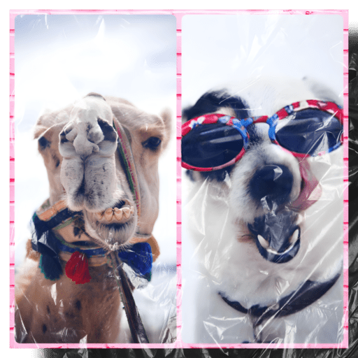 Cute funny animals wallpapers and live wallpapers ! by TheNewDeveloper ...
