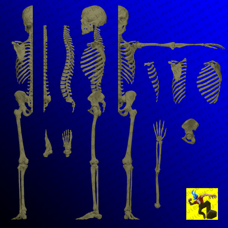 2K Skeleton Reference by Stark Crafts