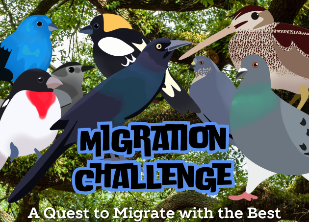 Migration Challenge by GulfCoastBirdObservatory