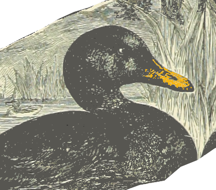 The Duck of Doom by D'Arcangel Productions