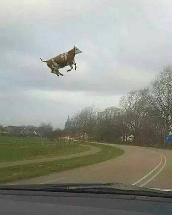 Ledibak by da123rrell