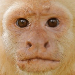 Chimp_Game by Shxrp_(C#)