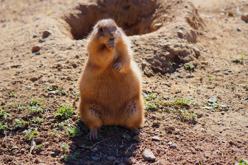 Prairie dog town jam - itch.io