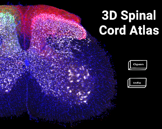 3D Spinal Cord Atlas by SummerSkelton