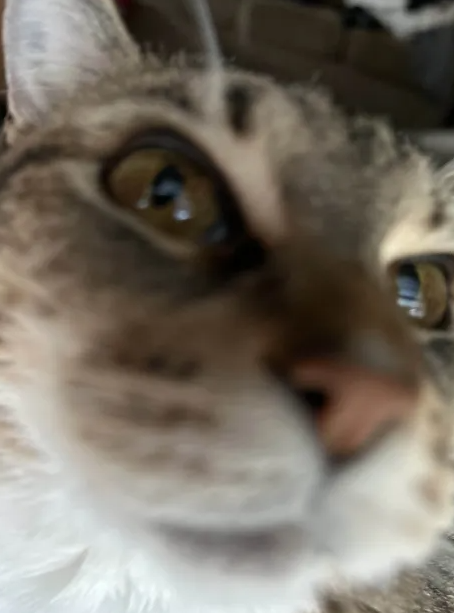 Project BEANZZZ AND FRIBLO by Nova