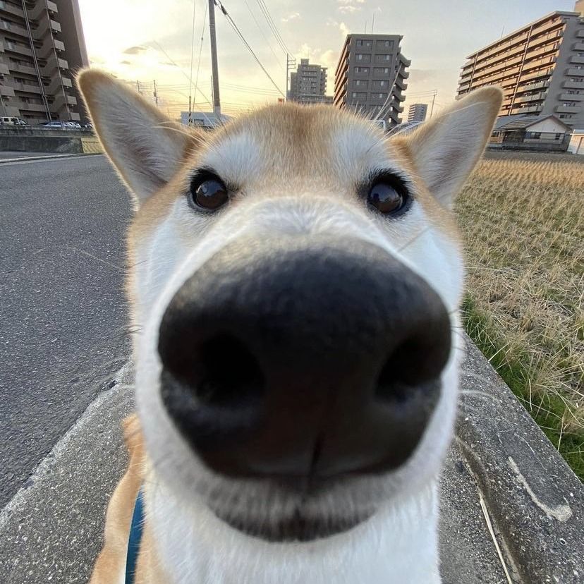 DogeS Dem Fly by beebs, cheebs and feebs