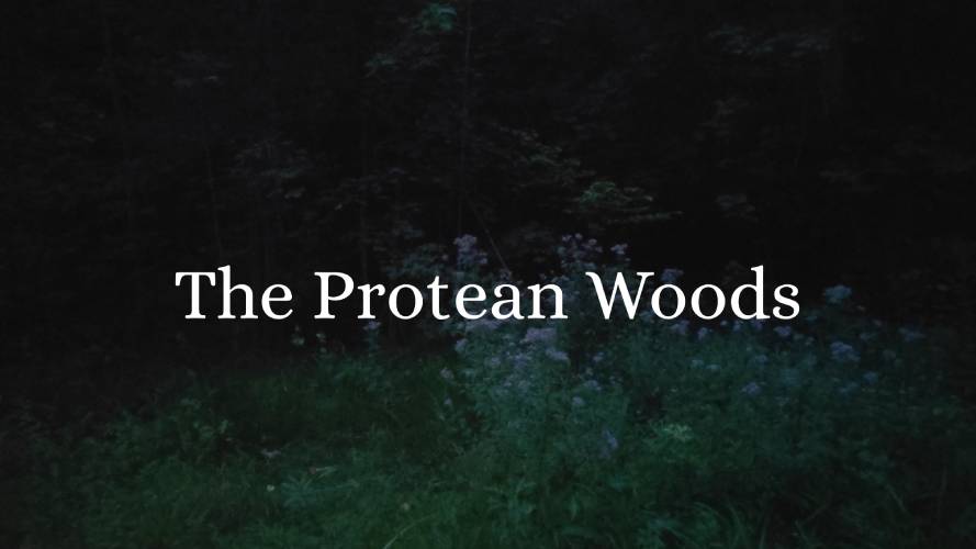 The Protean Woods by krisis107 for GMTK Game Jam 2024 - itch.io