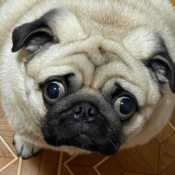 МОПСИК ХОЧЕТ БЕЛЯШ!!! by Mega Pugs games