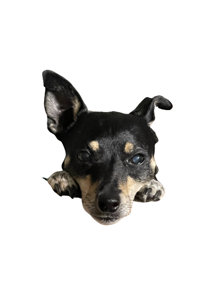 Tail of a Hippo-Butt by Rambling Bramble Blog