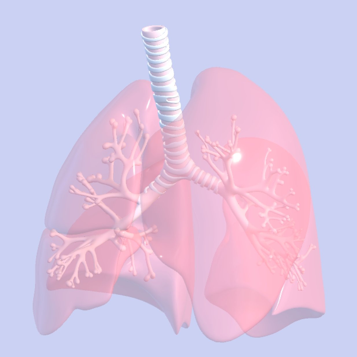 Interactive: Lung Development by hacceuee