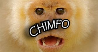 Chimpo by buddyvr123