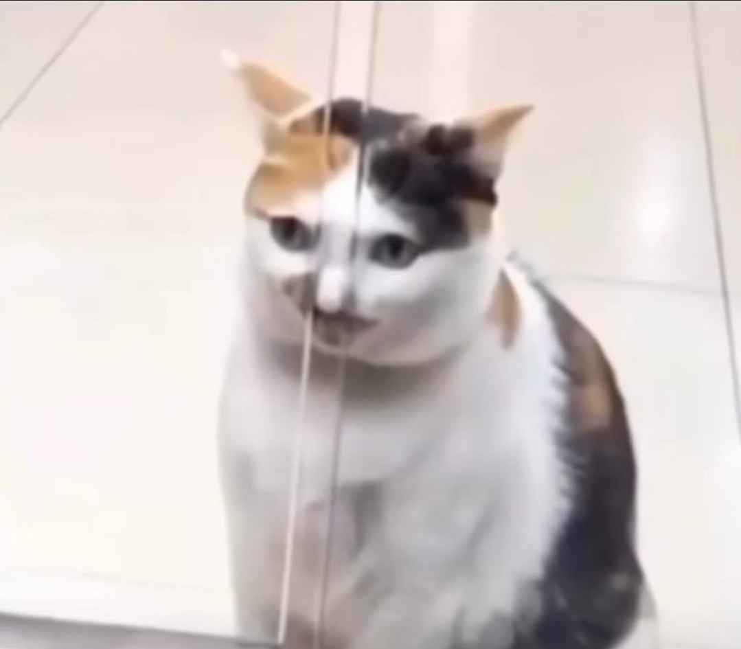 Meowi Dialect Translator by BrebonNatkin