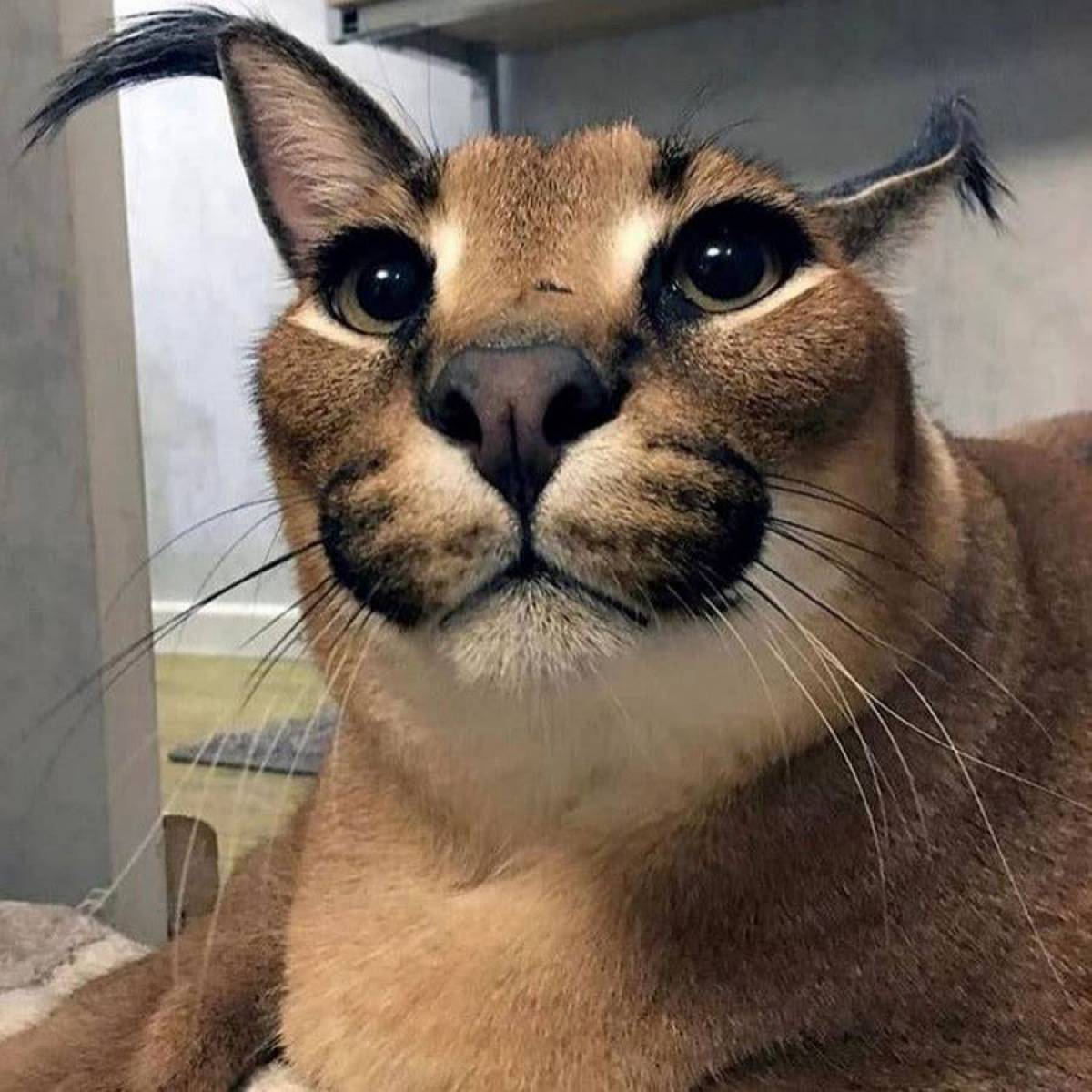 Floppa Run by AddMine