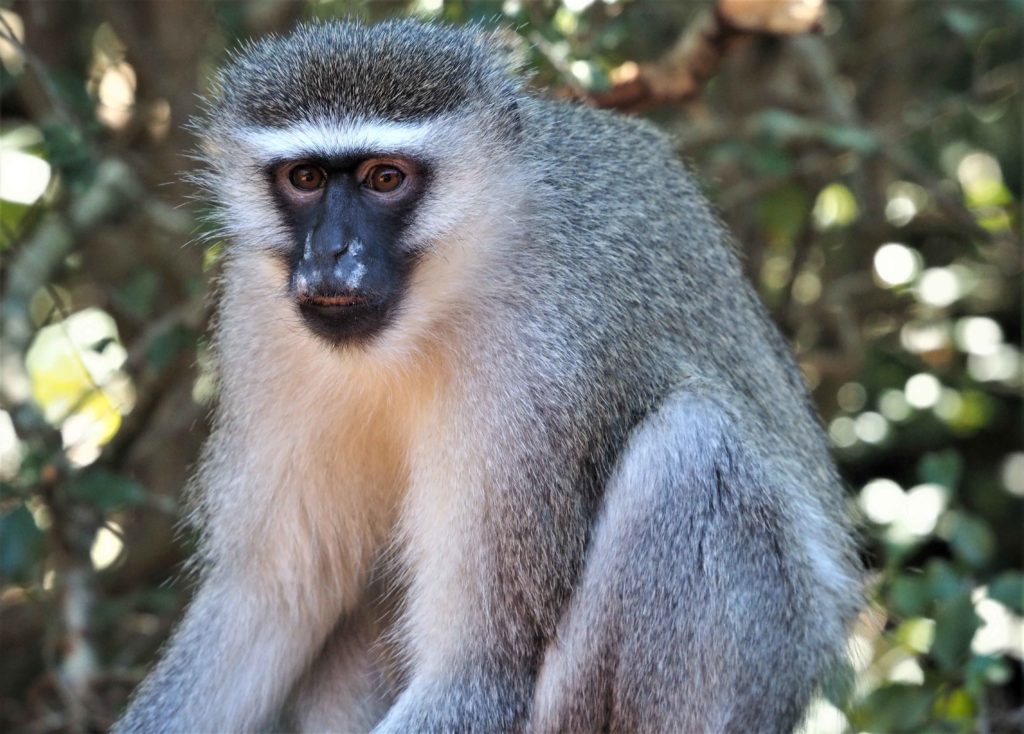 vervet monkeys beta test by Vervet monkeys official